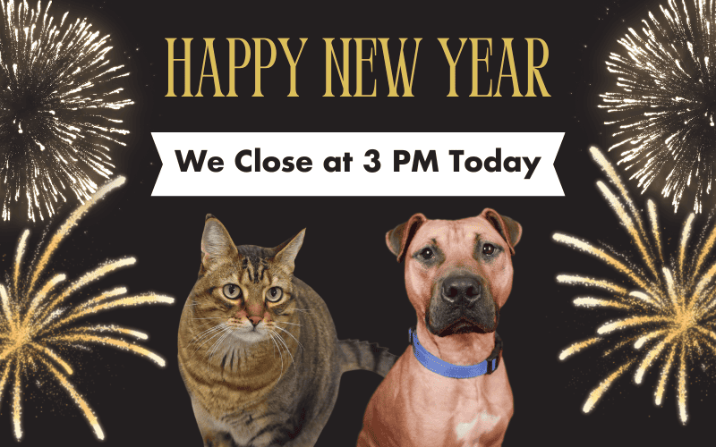 Pets Available for Adoption at Peggy Adams Animal Rescue